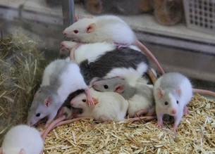 Jonge ratjes bij Pet's Family
