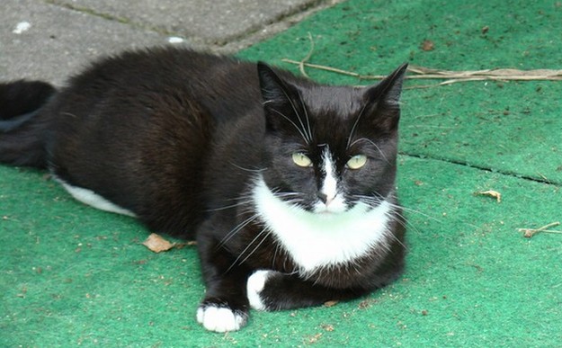 Wie heeft de zwart-witte poes van Roelfie gezien?