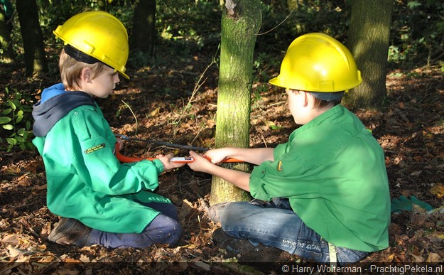Bos in Nieuwe Pekela gesnoeid door Scouting Pekela
